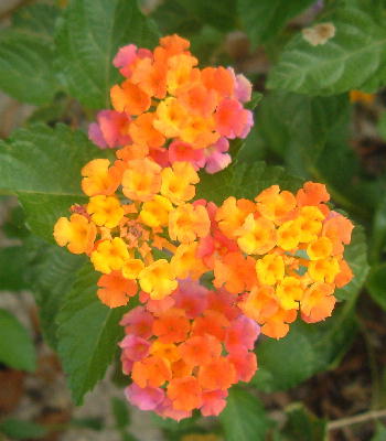 The Virtual Herbarium – Queen Elizabeth II Royal Botanic Park